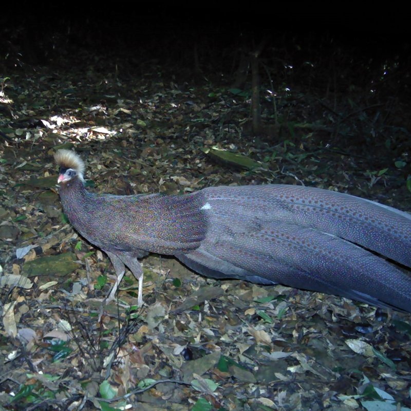 Mysteries of the Annamites / Manfred-Hermsen-Stiftung